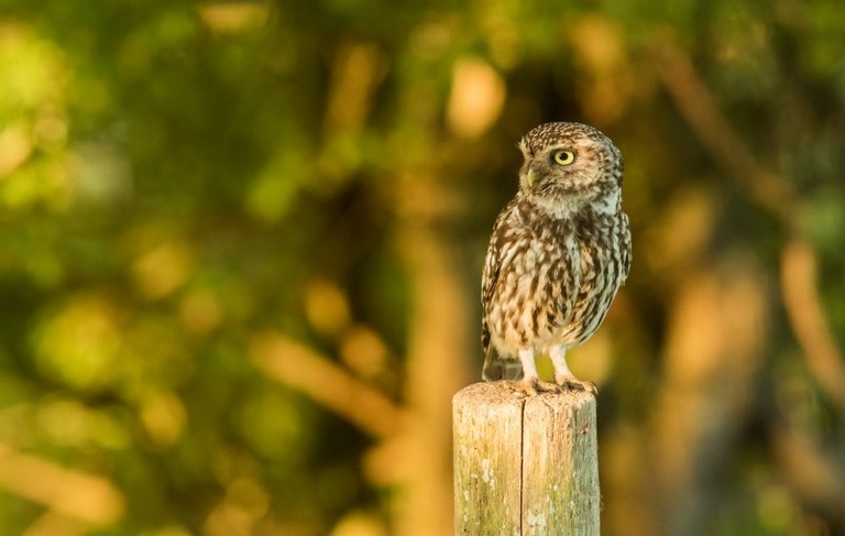 le parc naturel Scarpe Escaut COMMUNE DE CHATEAU L'ABBAYE